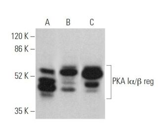 PKA Iα/β reg Antibody (B-6) - Western Blotting - Image 360288