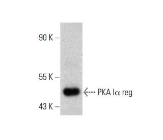 PKA Iα reg Antibody (20) - Western Blotting - Image 385760