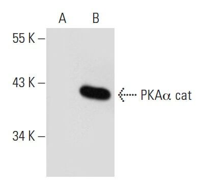 PKAα/β cat抗体 (3C1) | SCBT - Santa Cruz Biotechnology