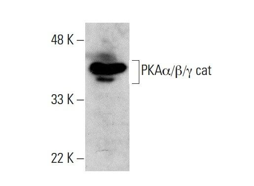 PKAα/β/γ cat Antibody (B-4) | SCBT - Santa Cruz Biotechnology