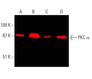 PKC α Antibody (H-7) | SCBT - Santa Cruz Biotechnology