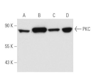 PKC Antibody (A-9) - Western Blotting - Image 1995