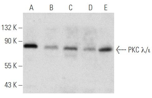 PKC lambda/iota Antibody (H-12) | SCBT - Santa Cruz Biotechnology
