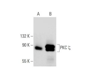 PKC ζ Antibody (H-1) - Western Blotting - Image 132108