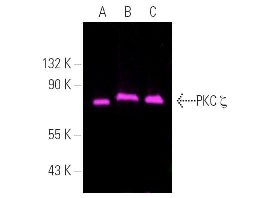 PKC zeta Antibody (H-1) | SCBT - Santa Cruz Biotechnology