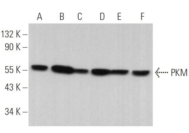 PKM Antibody (C-11) | SCBT - Santa Cruz Biotechnology