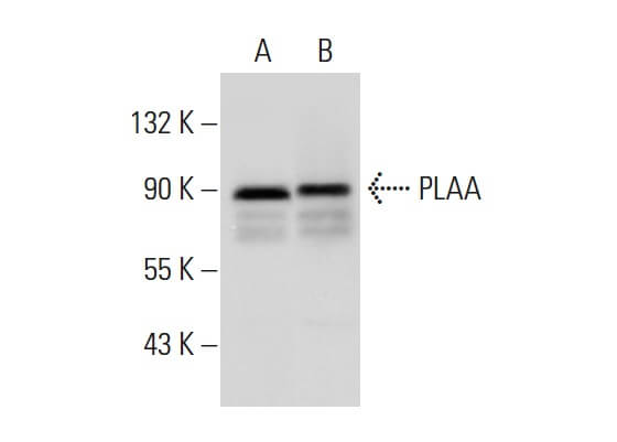PLAA Antibody (E-1) | SCBT - Santa Cruz Biotechnology