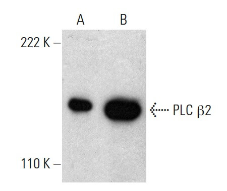 Anti-PLC β2 Antibody (B-2) | SCBT - Santa Cruz Biotechnology