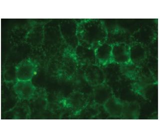 PLC β3 Antibody (D-7) | SCBT - Santa Cruz Biotechnology