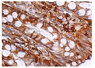 PLC β3 Antibody (D-7) | SCBT - Santa Cruz Biotechnology