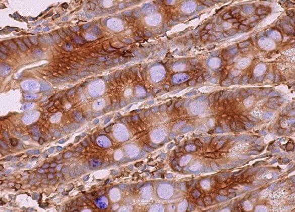 PLC β3 Antibody (D-7) | SCBT - Santa Cruz Biotechnology