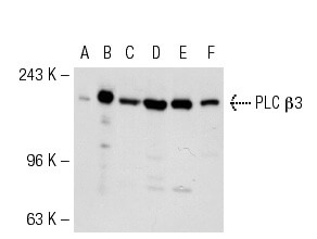 PLC β3 Antibody (D-7) | SCBT - Santa Cruz Biotechnology