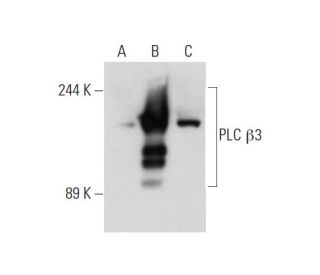 PLC β3 Antibody (D-7) | SCBT - Santa Cruz Biotechnology