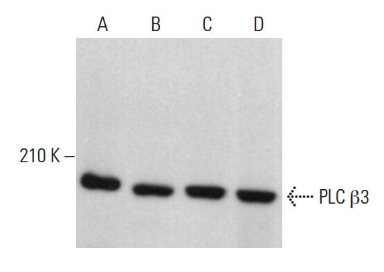 PLC β3 Antibody (D-7) | SCBT - Santa Cruz Biotechnology