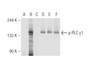 Anti-PLC γ1 Antibody (E-12) | SCBT - Santa Cruz Biotechnology