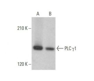 Anti-PLC γ1 Antibody (E-12) | SCBT - Santa Cruz Biotechnology