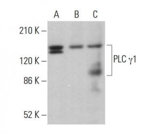 Anti-PLC γ1 Antibody (E-12) | SCBT - Santa Cruz Biotechnology