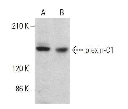 plexin-C1抗体 (B-8) | SCBT - Santa Cruz Biotechnology