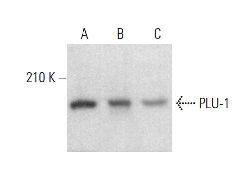 PLU-1 Antibody (7H3D7) | SCBT - Santa Cruz Biotechnology