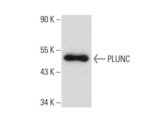 PLUNC Antibody (A-11) | SCBT - Santa Cruz Biotechnology