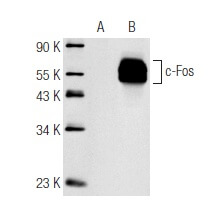 PMA | CAS 16561-29-8 | SCBT - Santa Cruz Biotechnology