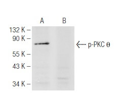 PMA | CAS 16561-29-8 | SCBT - Santa Cruz Biotechnology