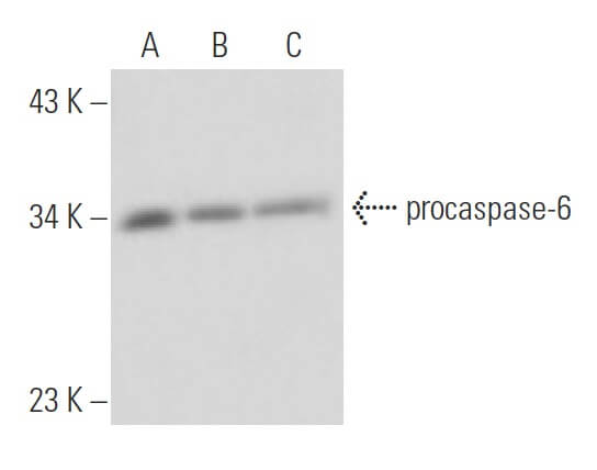 PMA | CAS 16561-29-8 | SCBT - Santa Cruz Biotechnology