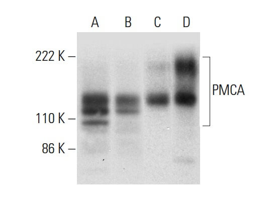 Anti-PMCA Antibody (D-1) | SCBT - Santa Cruz Biotechnology
