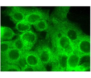 PMCA Antibody (F-3) - Immunofluorescence - Image 295410