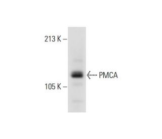 PMCA Antibody (F-3) - Western Blotting - Image 295599
