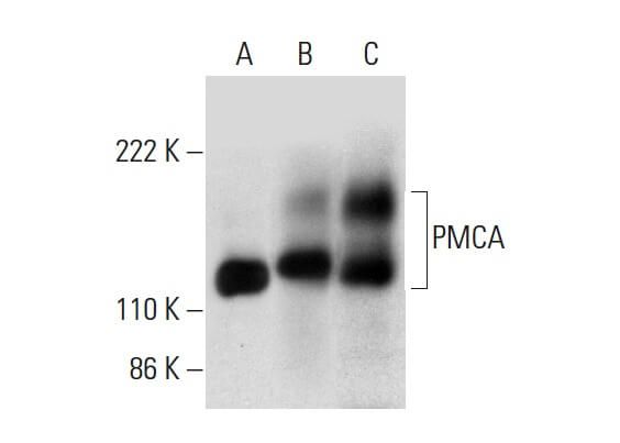 PMCA Antibody (H-8) | SCBT - Santa Cruz Biotechnology