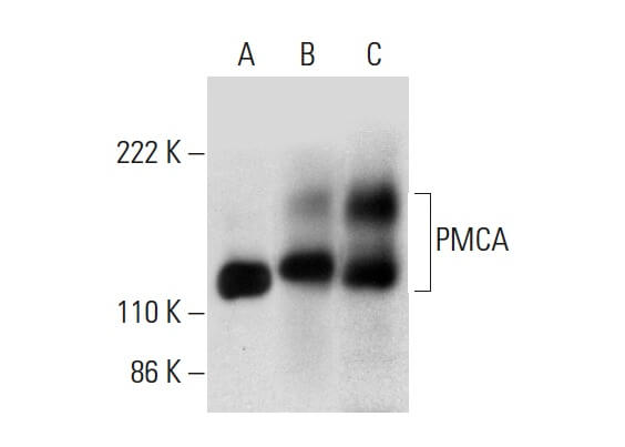 Anti-PMCA Antibody (H-8) | SCBT - Santa Cruz Biotechnology