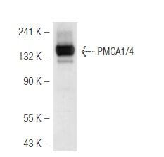 PMCA1/4 Antibody (6D131) | SCBT - Santa Cruz Biotechnology
