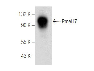 Anti-Pmel17 Antibody (E-7) | SCBT - Santa Cruz Biotechnology