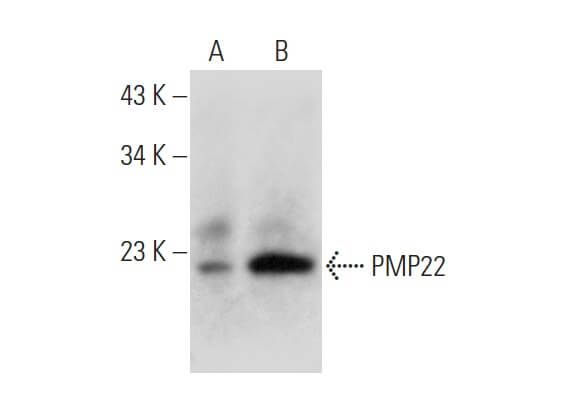 Anti-PMP22 Antibody (G-6) | SCBT - Santa Cruz Biotechnology