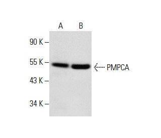 PMPCA Antibody (B-8) | SCBT - Santa Cruz Biotechnology