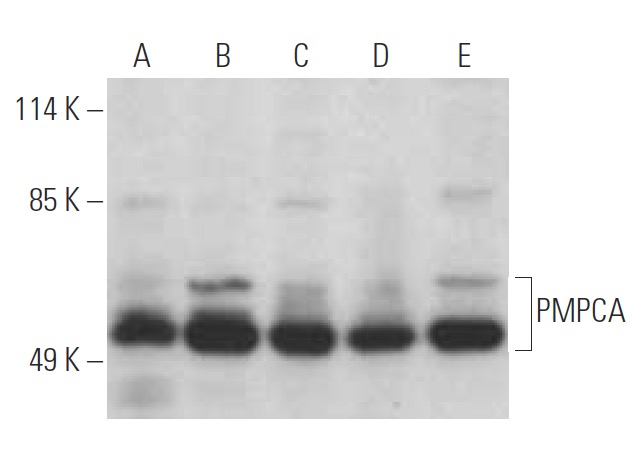 PMPCA Antibody (B-8) | SCBT - Santa Cruz Biotechnology