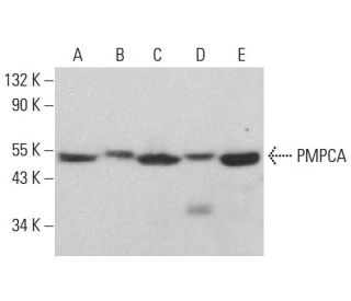 Anti-PMPCA Antibody (G-2) | SCBT - Santa Cruz Biotechnology