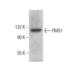 Anti-PMS1 Antibody (E-3) | SCBT - Santa Cruz Biotechnology