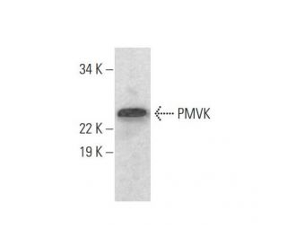 PMVK Antibody (H-9) | SCBT - Santa Cruz Biotechnology
