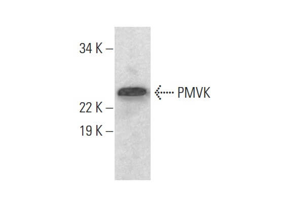PMVK Antibody (H-9) | SCBT - Santa Cruz Biotechnology