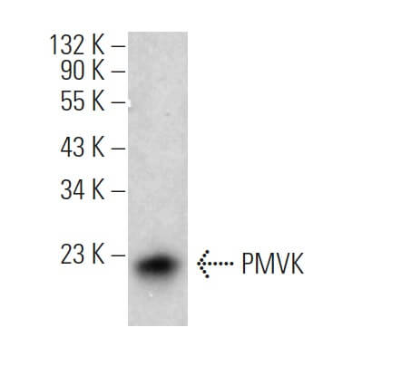 PMVK Antibody (H-9) | SCBT - Santa Cruz Biotechnology