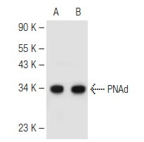 Anti-PNAd Antibody (E-11) | SCBT - Santa Cruz Biotechnology