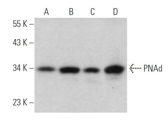 PNAd抗体 (E-11) | SCBT - Santa Cruz Biotechnology