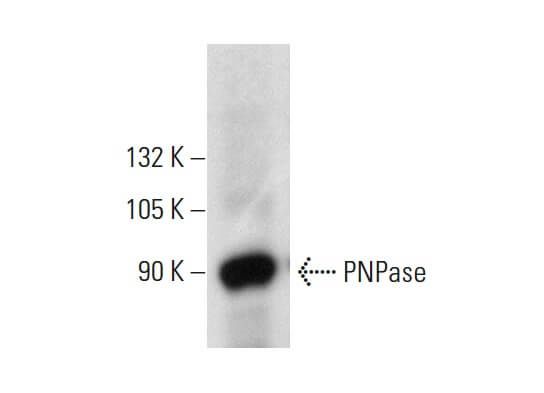 PNPase Antibody (C-5) | SCBT - Santa Cruz Biotechnology