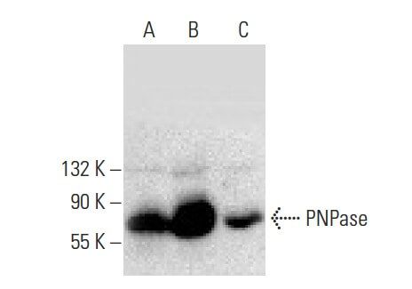 PNPase Antibody (D-1) | SCBT - Santa Cruz Biotechnology