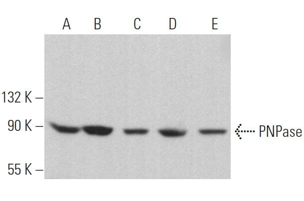 PNPase Antibody (D-1) | SCBT - Santa Cruz Biotechnology
