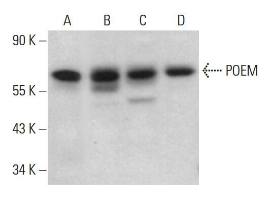 POEM Antibody (G-1) | SCBT - Santa Cruz Biotechnology