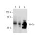 POEM Antibody (G-1) - Western Blotting - Image 389113