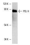 POL H Antibody (B-7) | SCBT - Santa Cruz Biotechnology